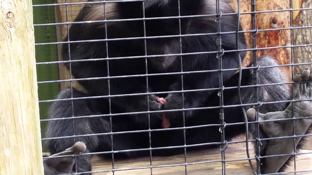 Monkey having fun at a zoo - YouTube