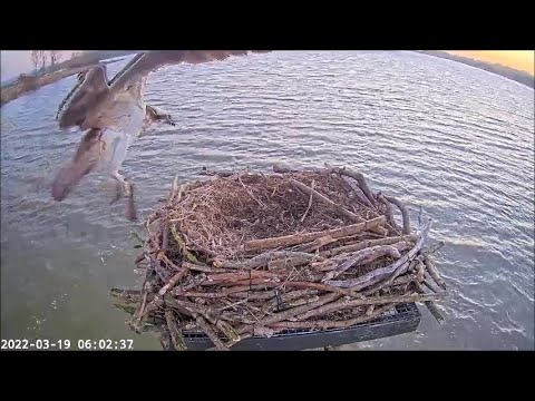 This must have been Maya twice with fish early am ~ ©ROP, Manton Bay ...