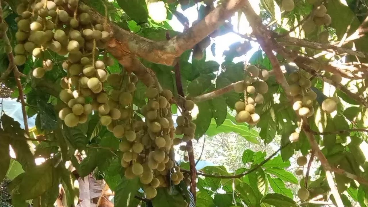 RELAXING PLACE LANOTE ISABELA BASILAN #plants #nature - YouTube