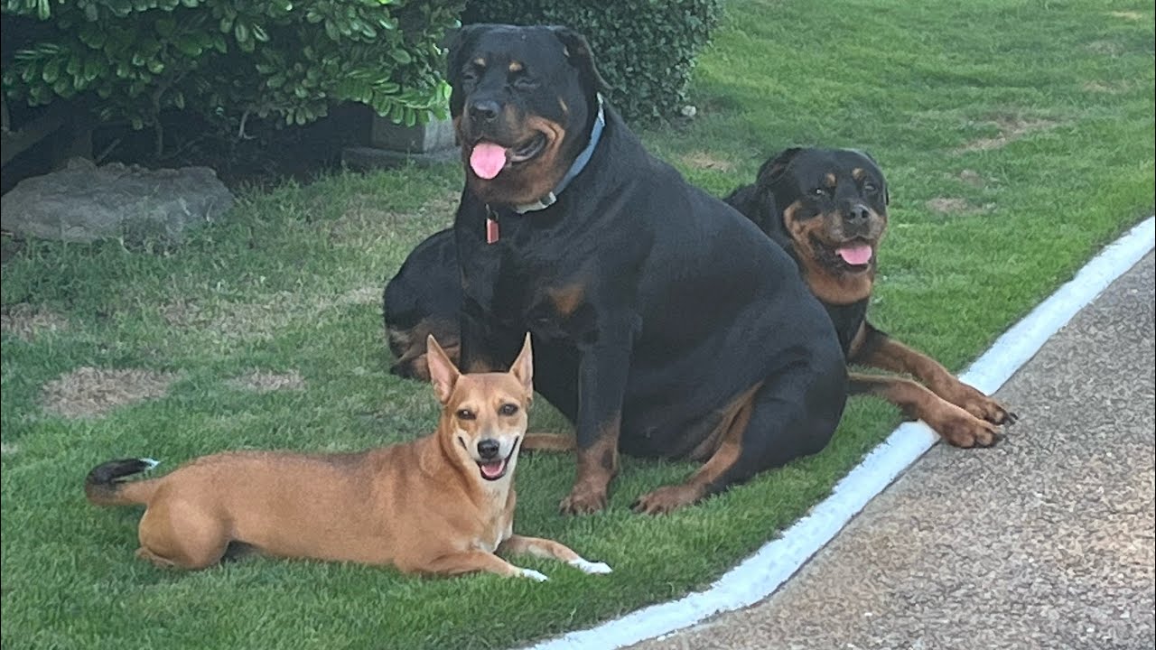 Rottweiler and Aspin - YouTube