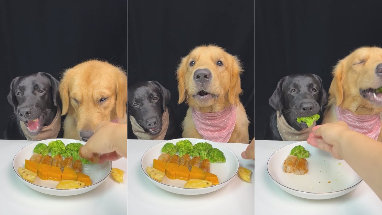 Today is So Hot Labrador and Golden Dogs Are Happy Enjoying Some ...