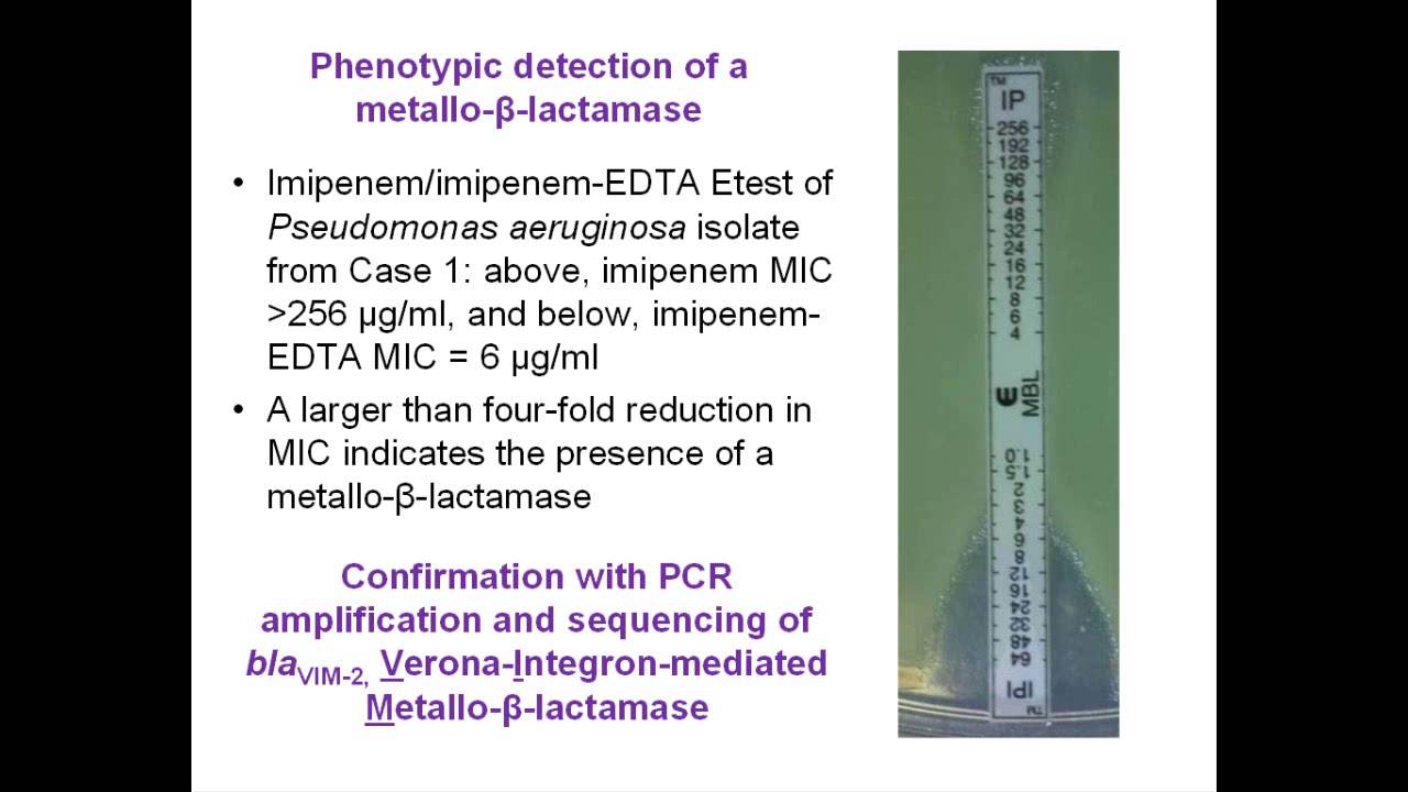Treating Difficult Infections: XDR Pseudomonas aeruginosa by Federico ...
