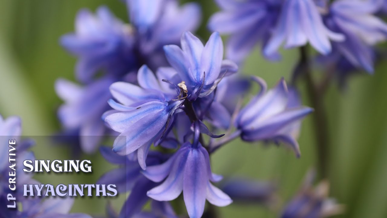 SINGING HYACINTHS –Ambient Fantasy Music – LP Creative - YouTube