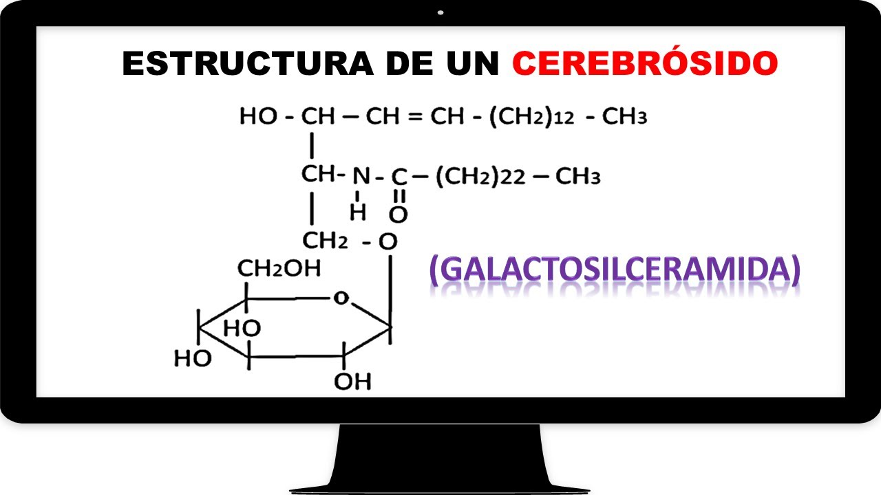 CEREBRÓSIDOS | ESTRUCTURA, METABOLISMO E IMPORTANCIA. (Nivel medio ...