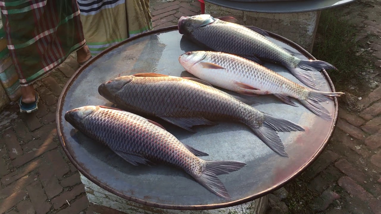 Mawa fish market, price negotiation going on! - YouTube