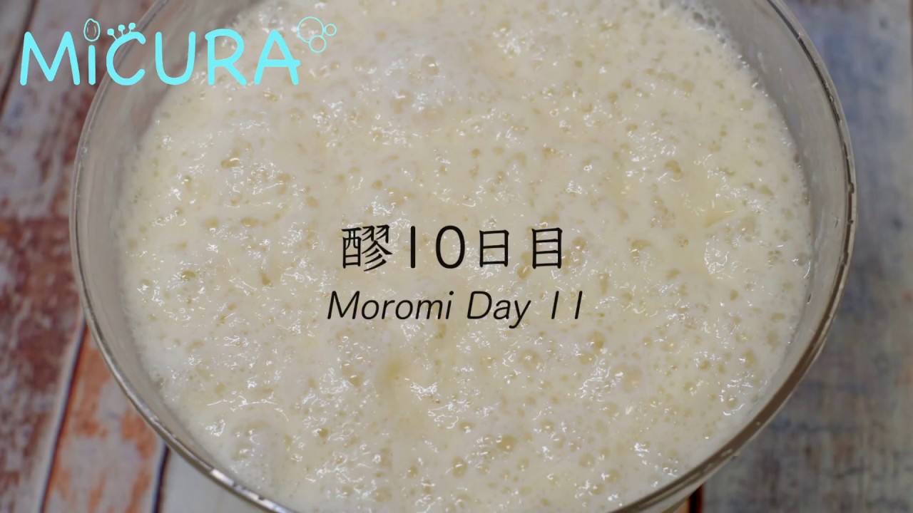 日本酒醪 Sake Moromi Crisp Day 10~12 English ver. - YouTube