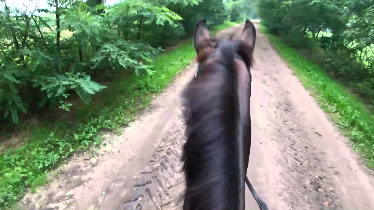 Gopro horses in the woods - YouTube
