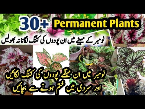 30+Permanent Plants Grow From Cutting In November/grow plants by ...