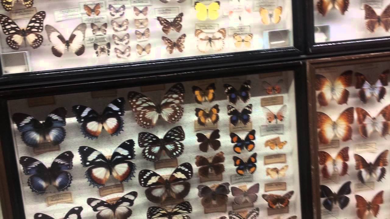 Kevin Mondy Jr. 2014 Trip to Japan - YouTube