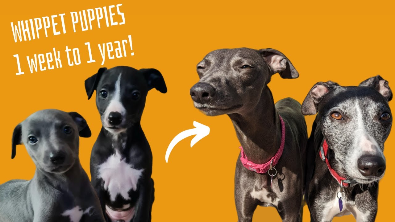 Whippet Puppies 1 week to 1 year time lapse - YouTube