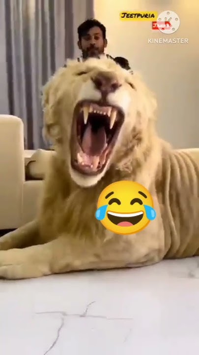Newdjsong Cameraapp New Short Fane Video Fane Youtube