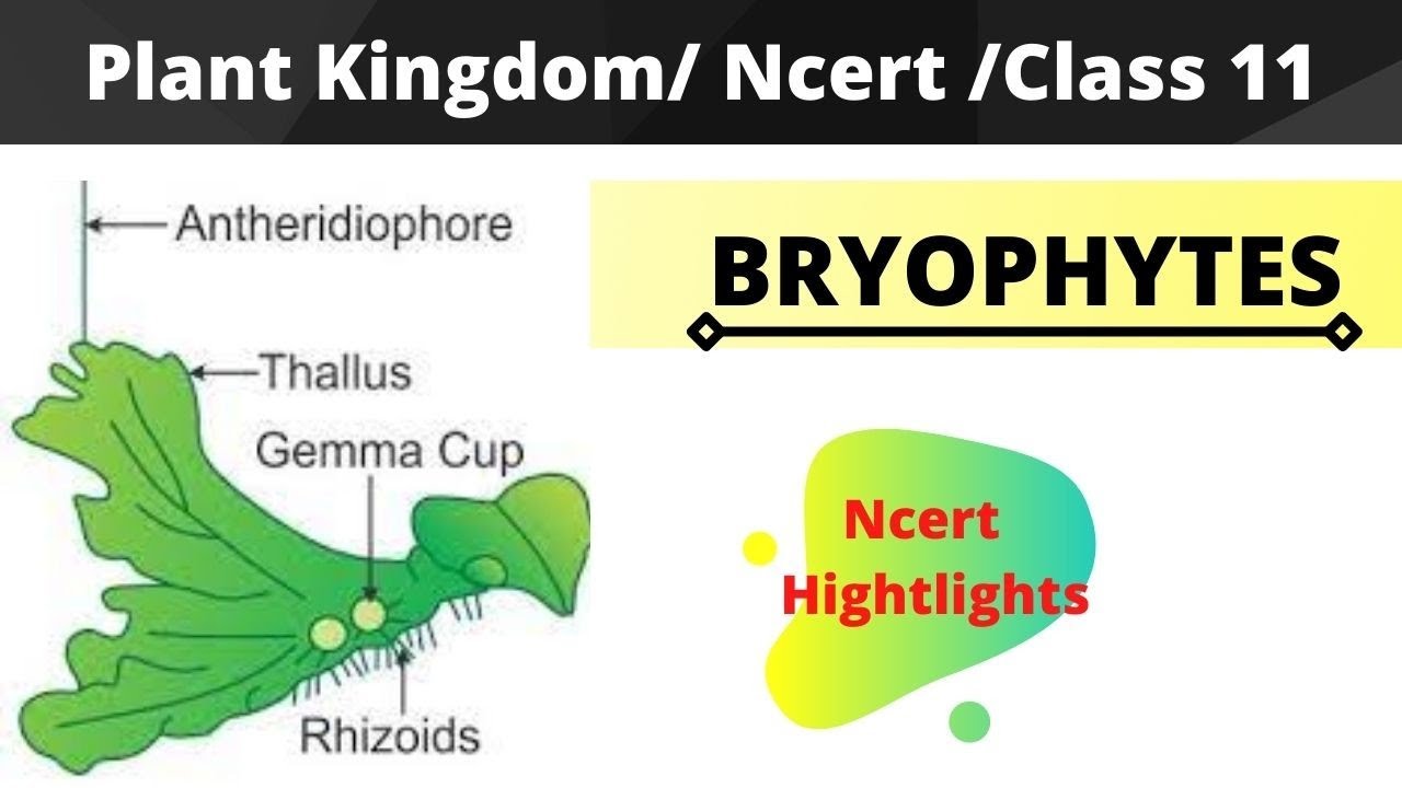 Bryophytes||Plant Kingdom||Ncert Class11 - YouTube
