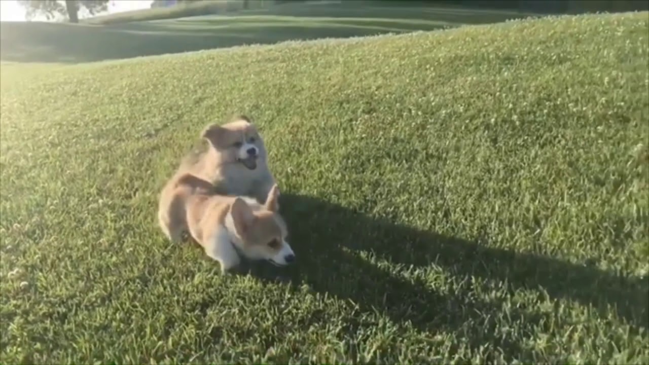 Corgi Pups Running In Slow Motion - YouTube