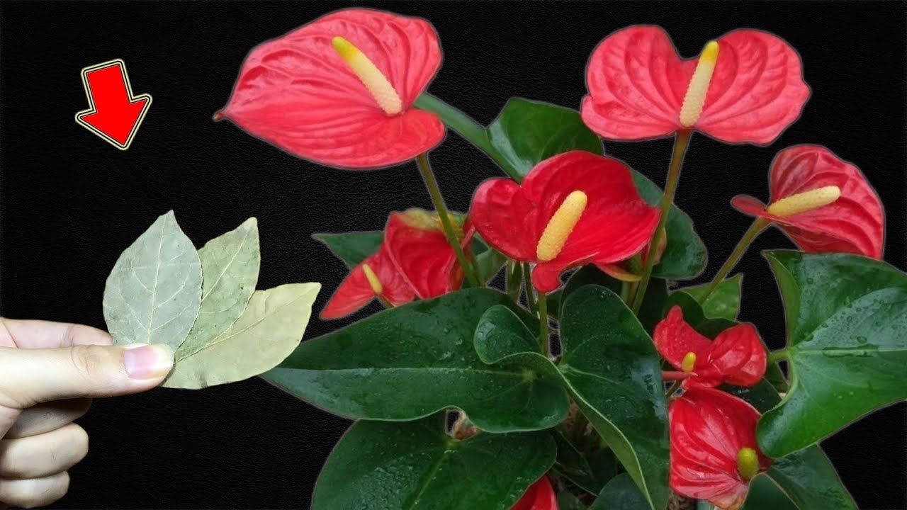 Special tips! helps ANTHURIUMS grow roots and bloom immediately - YouTube
