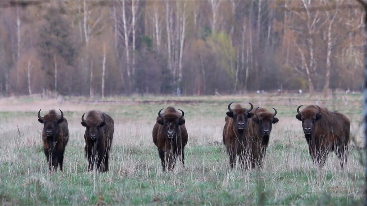 Bison, Białowieża Forest, Poland - YouTube
