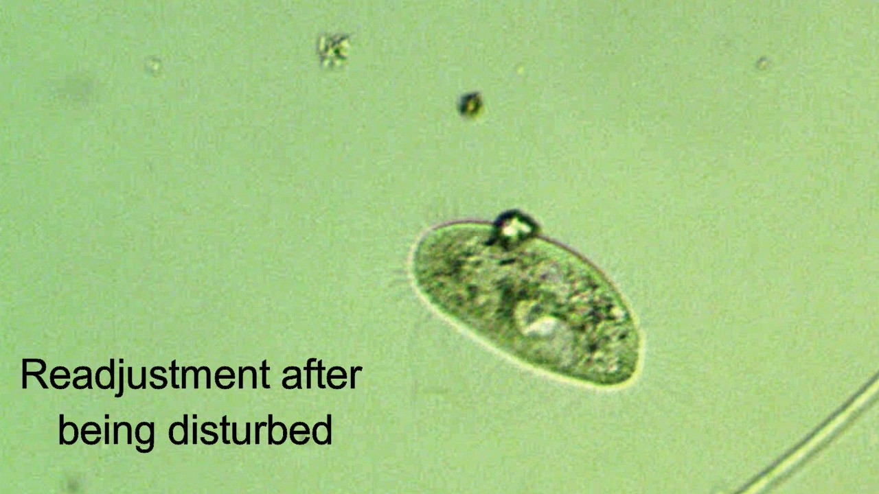 pleuronema with cape (undulating membrane) - YouTube