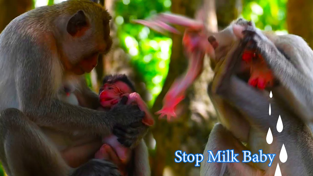 A baby monkey struggle for milk from mother wildlife | Wildlife Worldwide Earth - YouTube