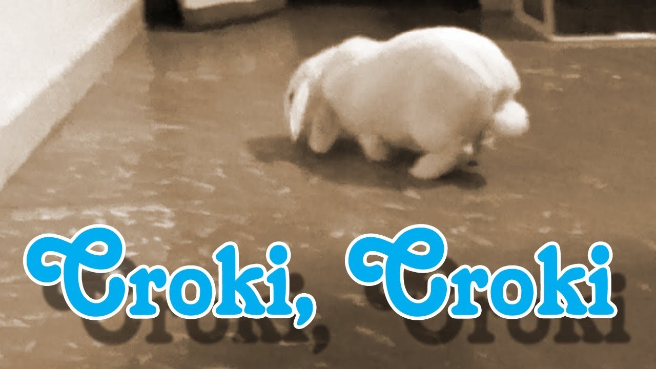 Croki Croki - YouTube