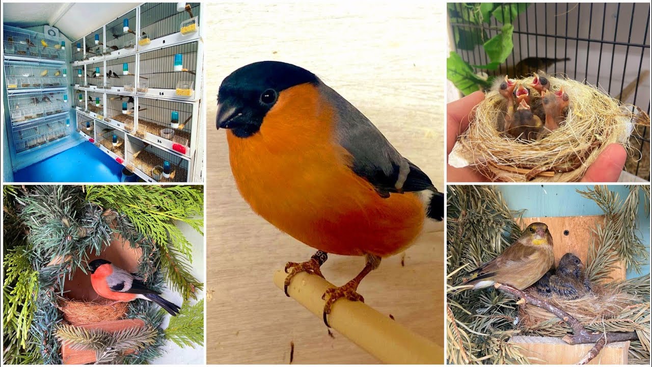 Traveling to the UK to see some British Birds from OC AVIARY - YouTube