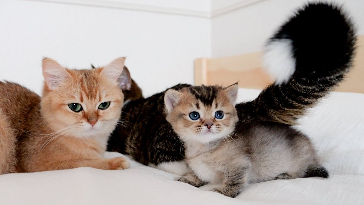 Daddy cat plays with a kitten on his tail - YouTube