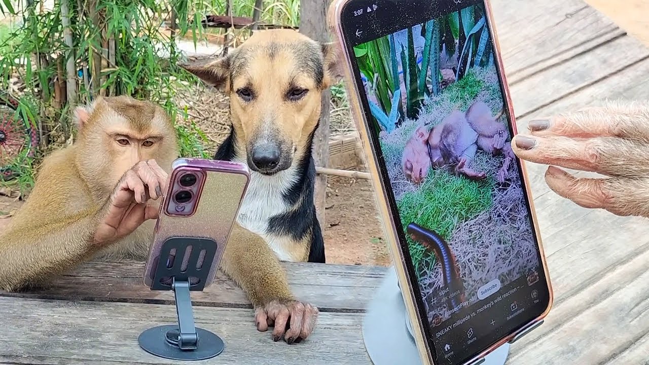 VIRAL! Smart Animals Discovers How to Use Smartphone for Video Chat ...