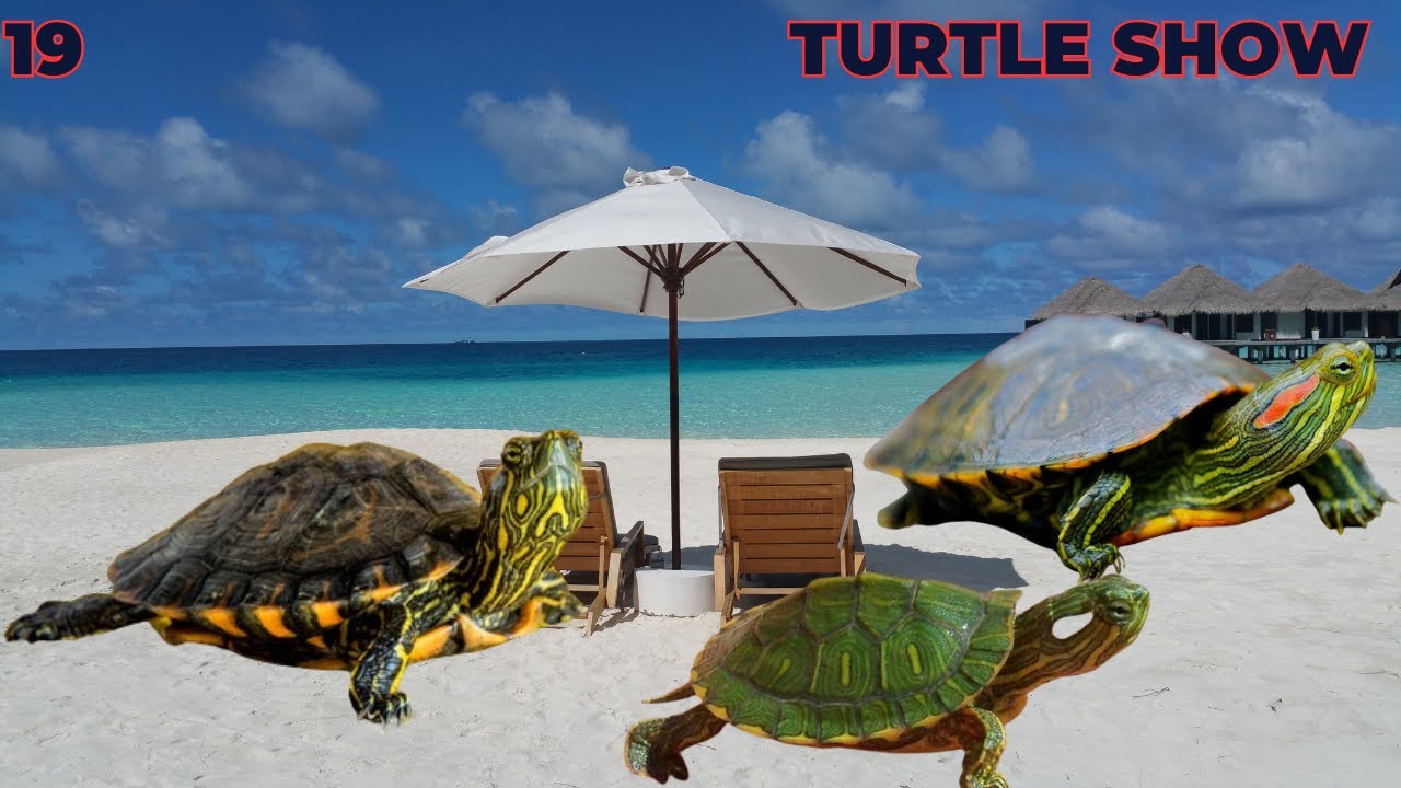 Hilarious Hide-and-Seek with Turtles - Turtle Show 🐢19🐢 - YouTube
