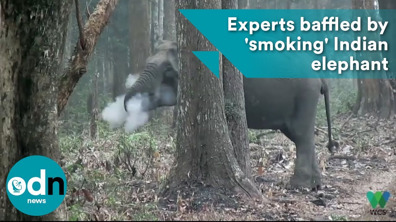Experts baffled by ‘smoking’ Indian elephant - YouTube