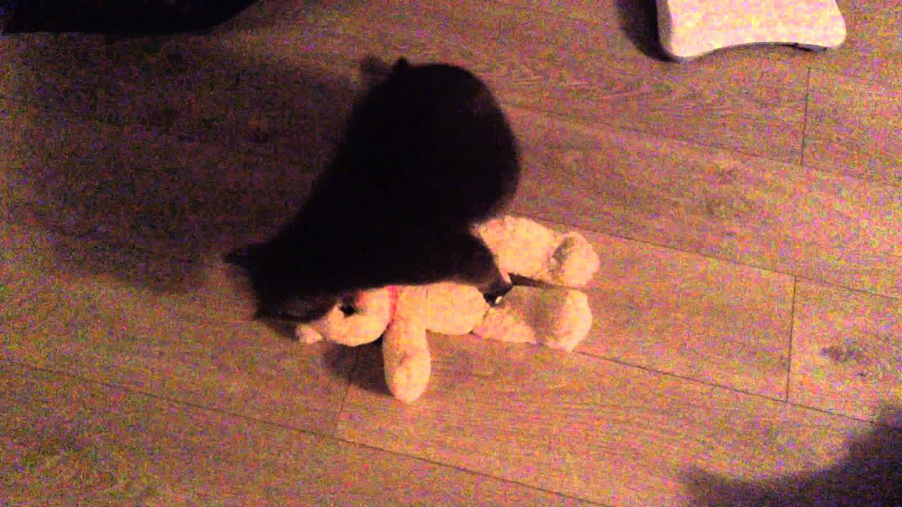 Bobby the cat - YouTube