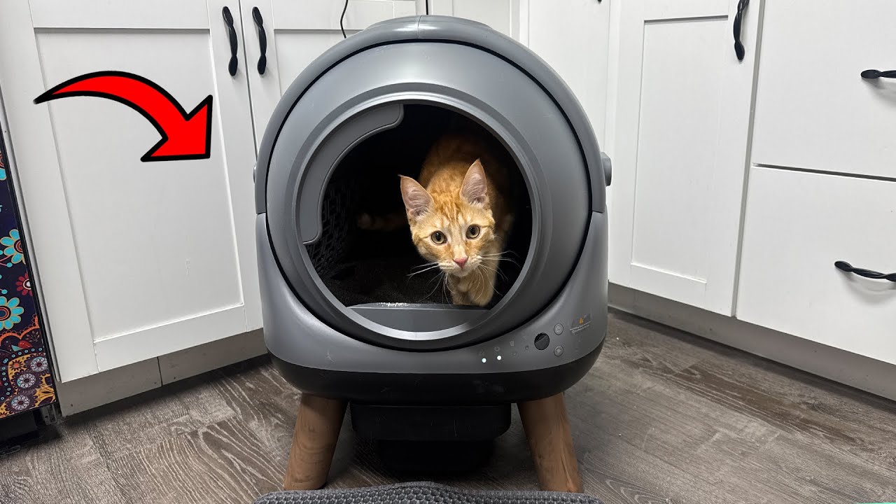 High-Tech Cat Care with this Automatic Litter Box! - YouTube