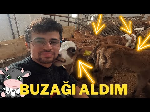 10 TANE 🍼 SÜT BUZAĞISI SATIN ALDIM!!