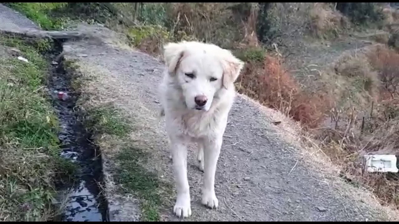 diffrent type Gaddi dog#colours#diffrence#pahadi dog kennel - YouTube
