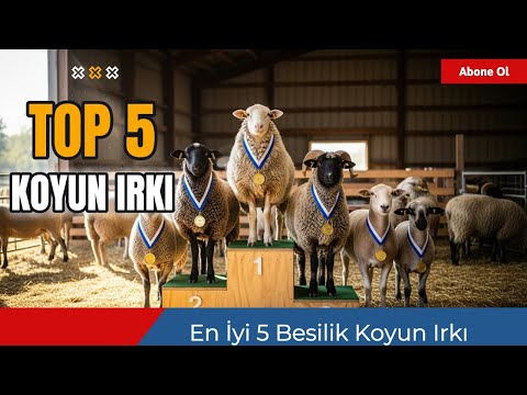 En Verimli 5 Besilik Koyun Irkı | Yerli mi Yabancı mı? (Karşılaştırmalı Rehber) #koyun #hayvancılık