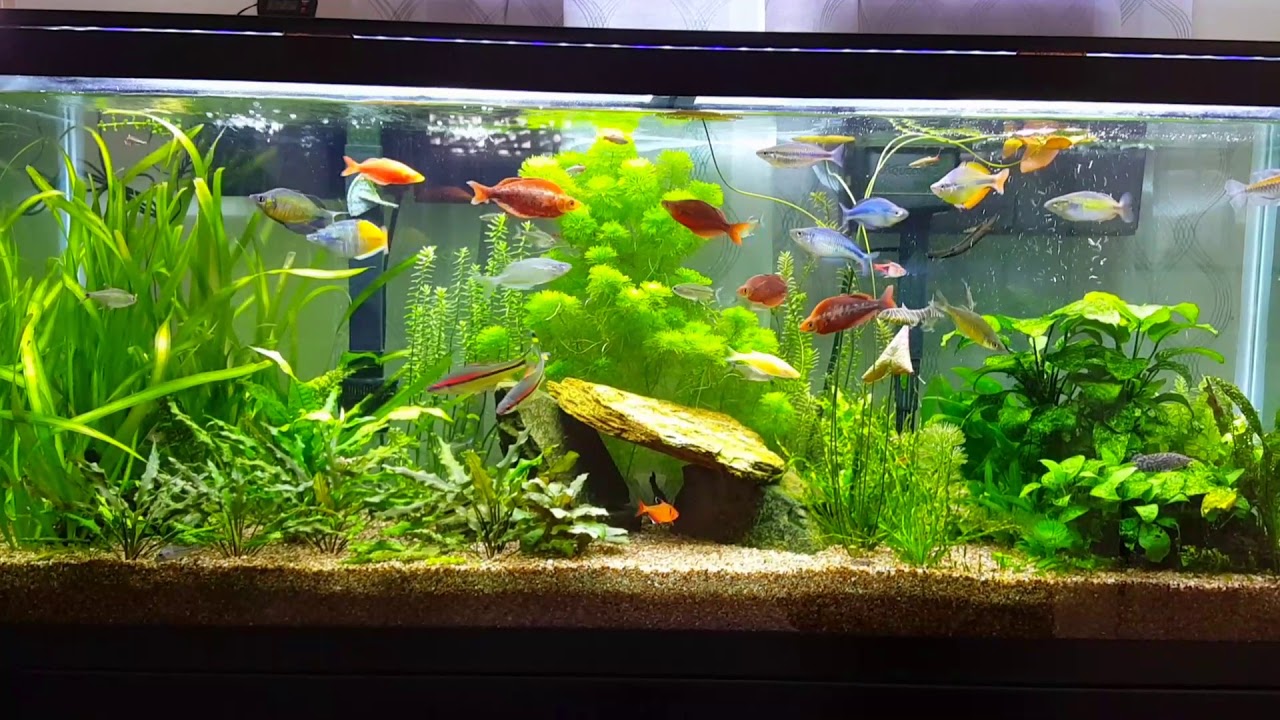 My Rainbowfish Tank YouTube my-rainbowfish-tank-youtube