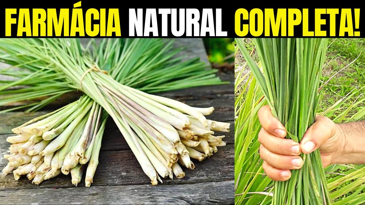 Só 1 Folha Dessa Planta Pode Fazer Milagres Na Sua Vida! Descubra Todos ...