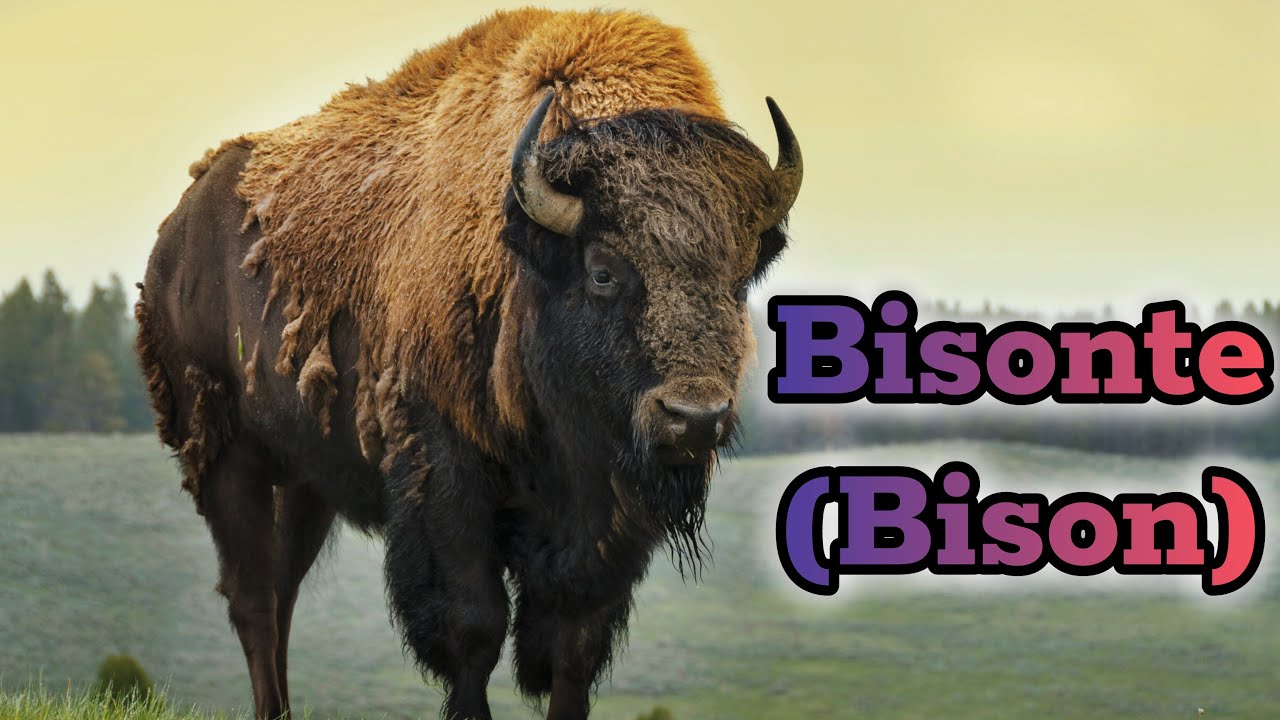 Bisontes en Acción: Todo sobre el Ícono de las Praderas - YouTube