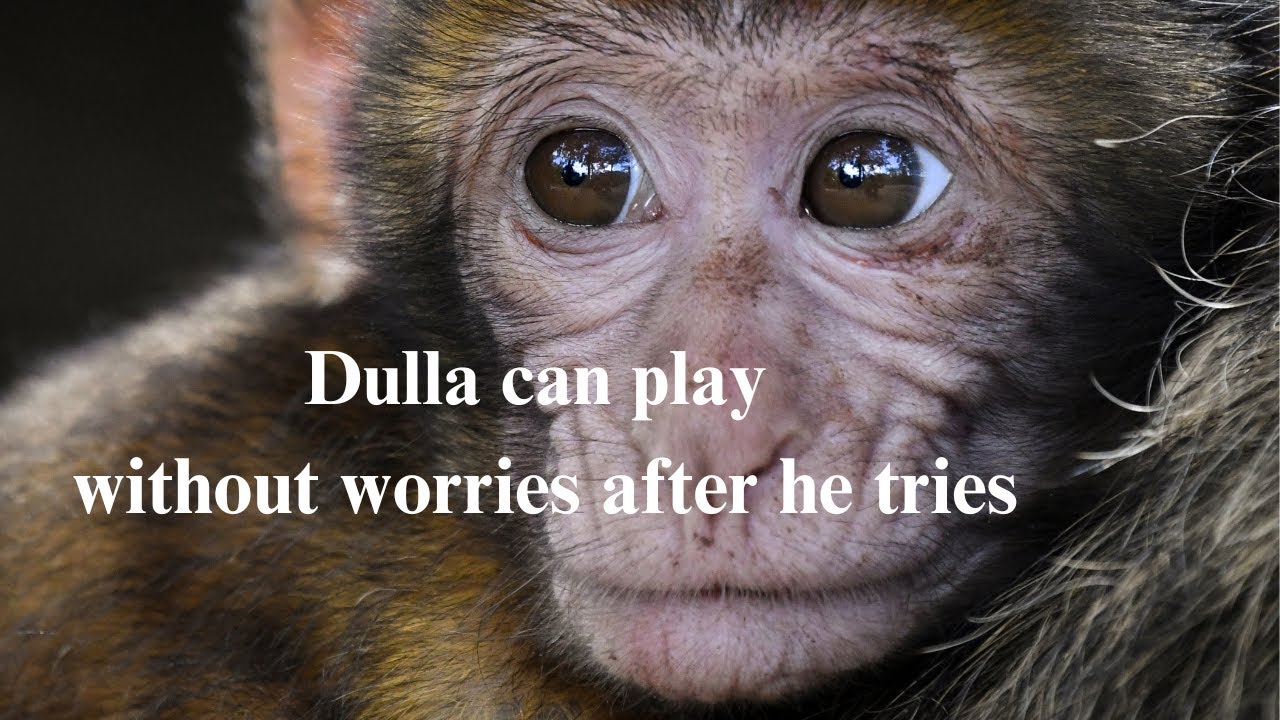 Dulla can play without worries after he tries. - YouTube