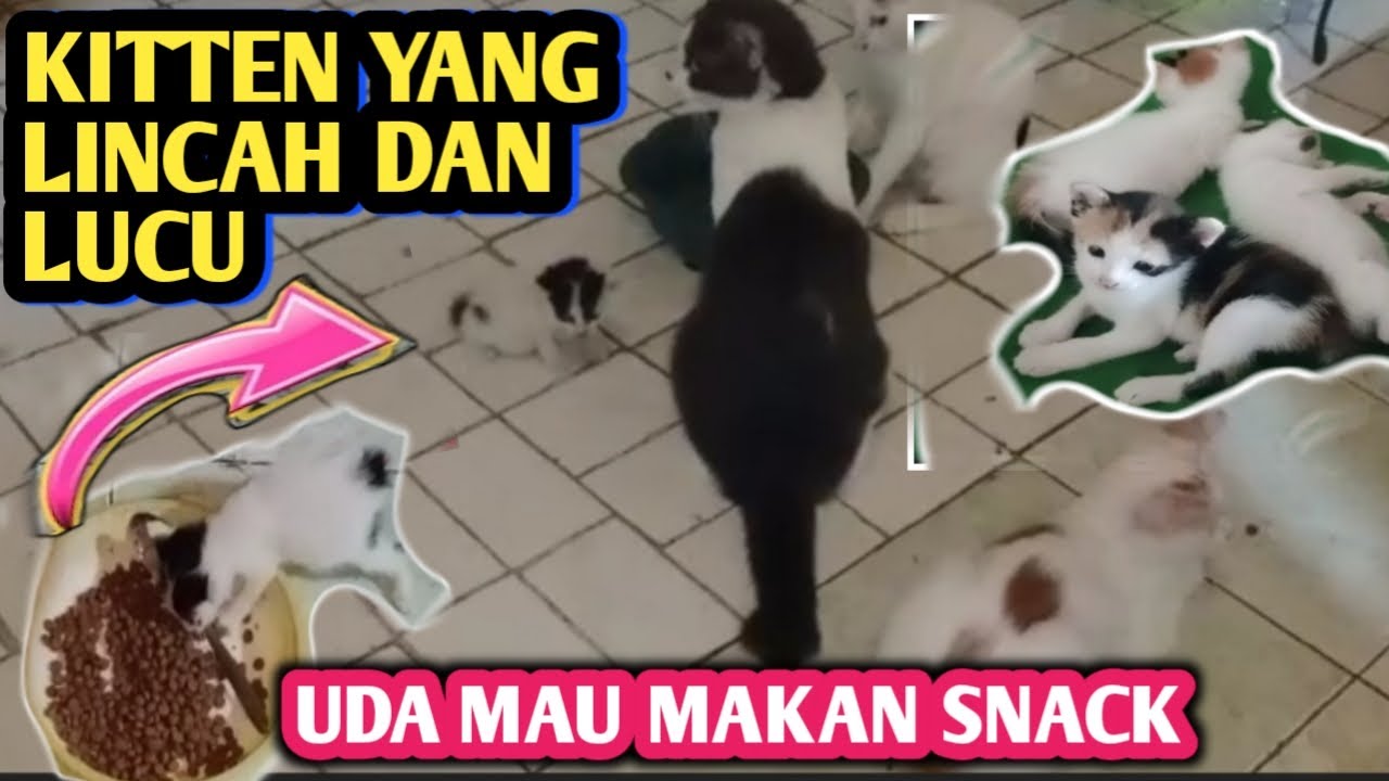 PERKEMBANGAN ANAK-ANAKNYA CICI UDA BISA MAKAN SNACK PINTAR DAN LINCAH ...