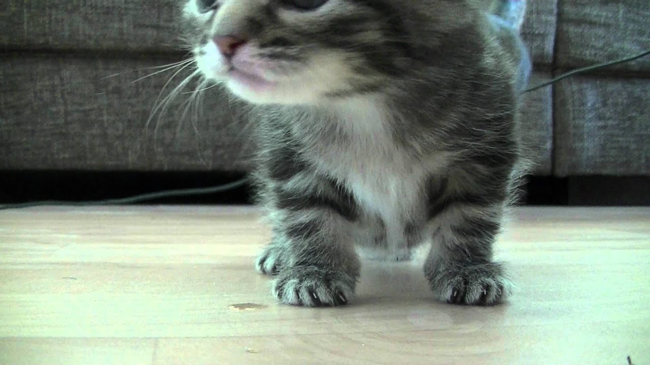 lissy Little Kitty cat screams her mum :) mein kleines süsses kätzchen ...