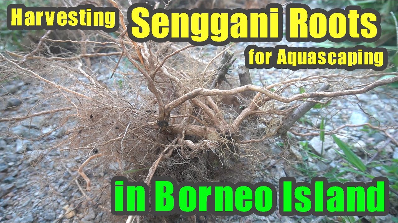 #sengganiroots #aquascaping Harvesting Senggani Roots in Borneo Island ...