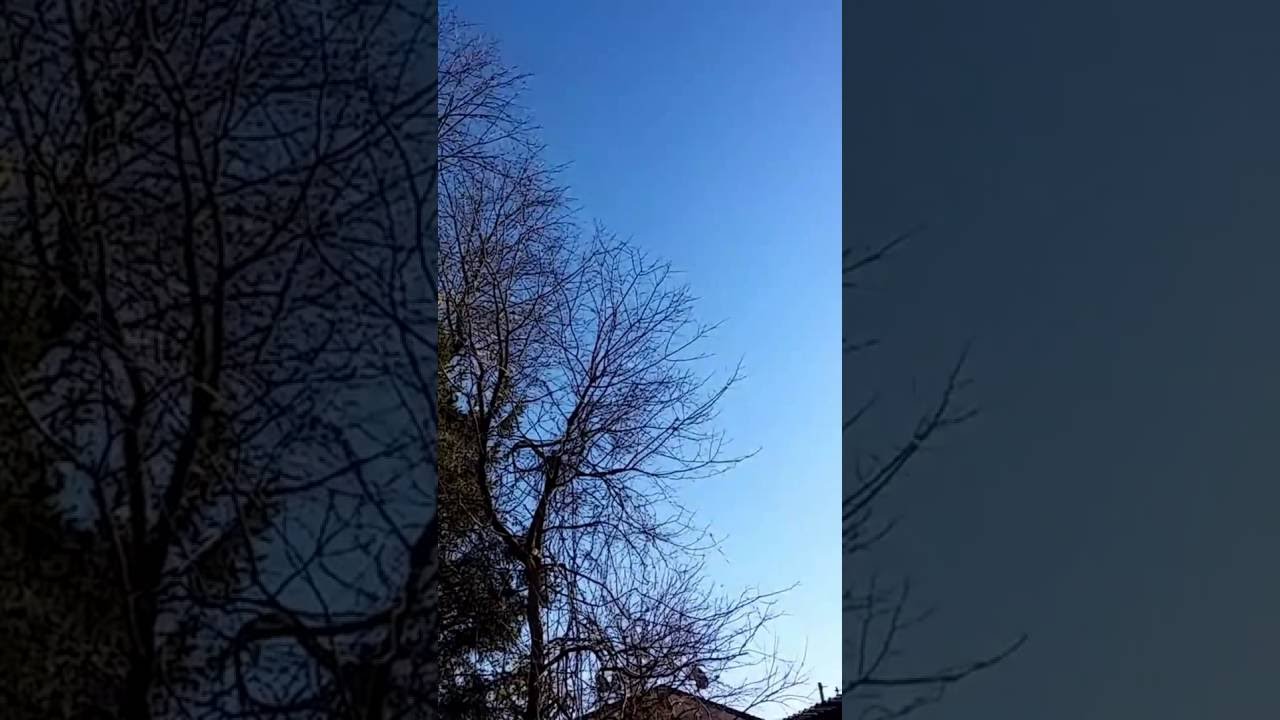 Black vulture vs Turkey Vulture - YouTube