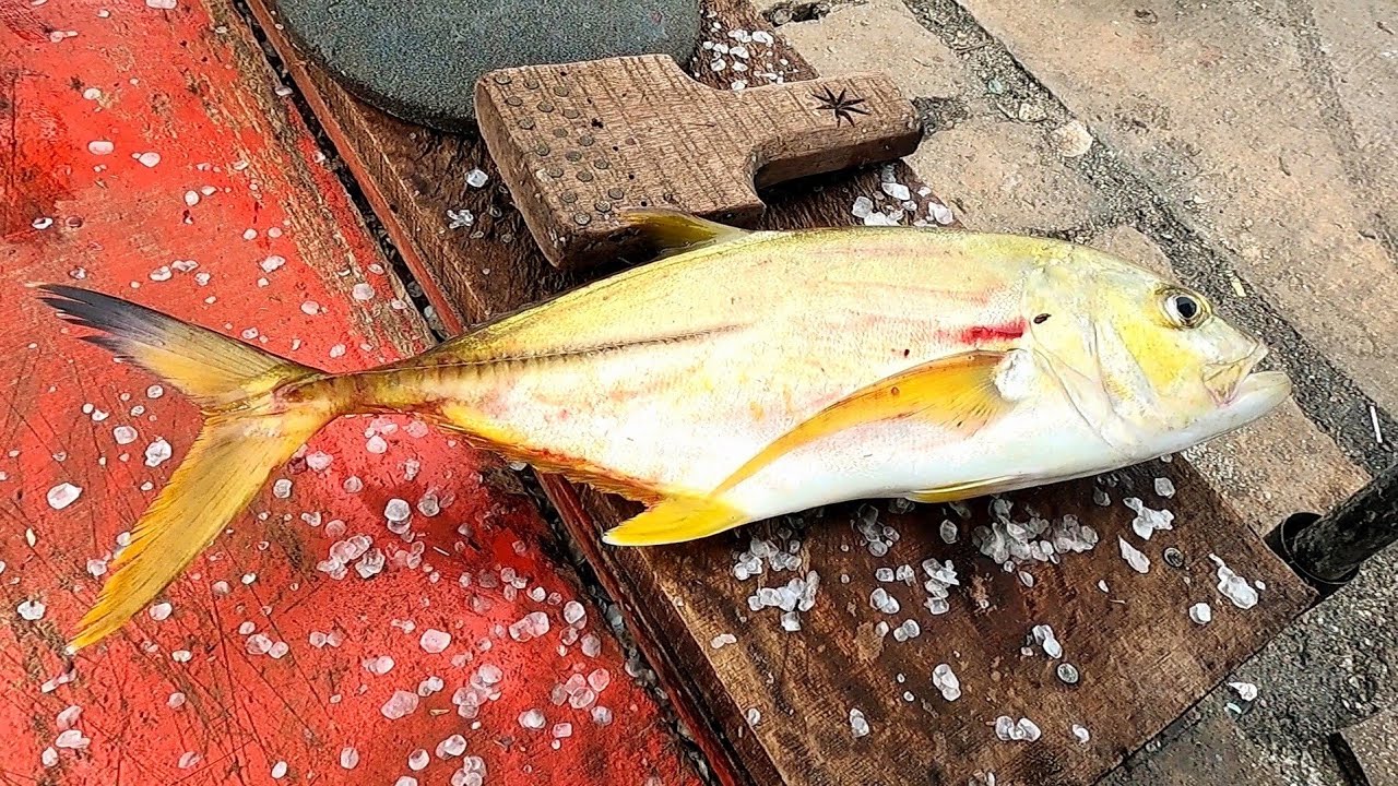 Fresh Fish Skillfully Cutting | TREVALLY FISH - YouTube