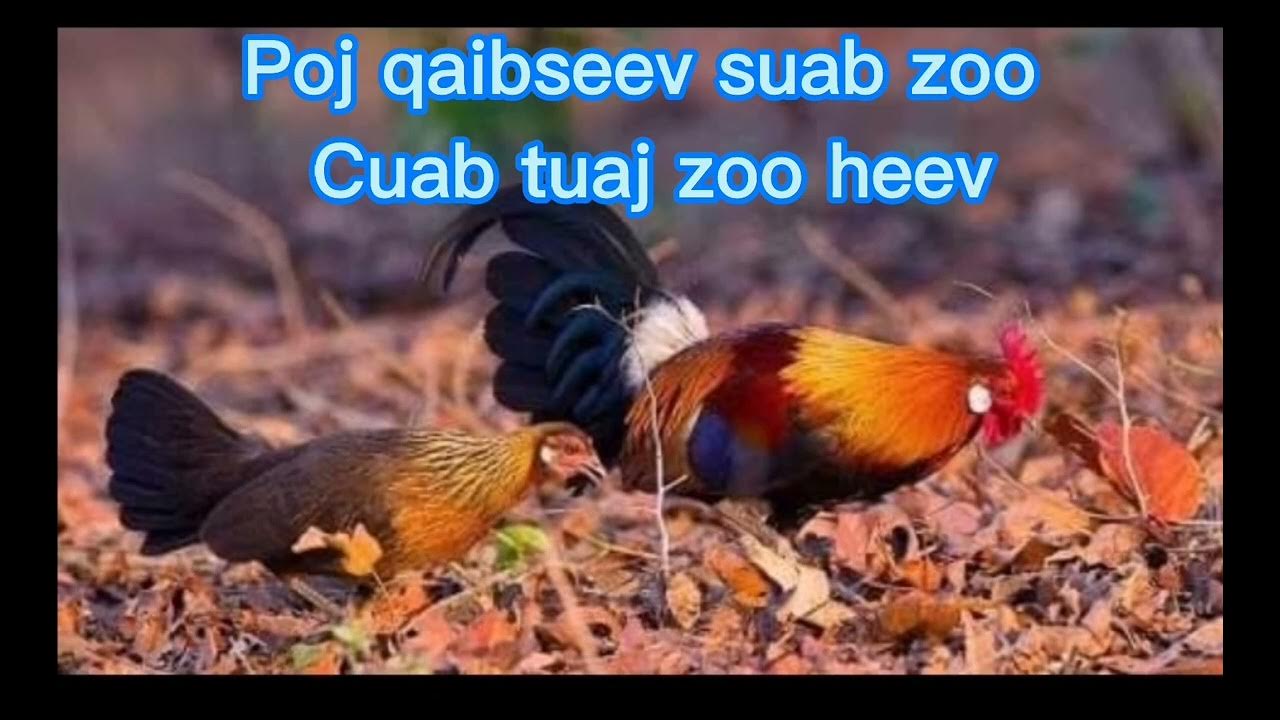 poj qaib seev suab zoo (ສຽງ ໄກ່ ປ່າ ຕົວ ເມຍ ຕໍ່ ມາ 100) 2022 - YouTube