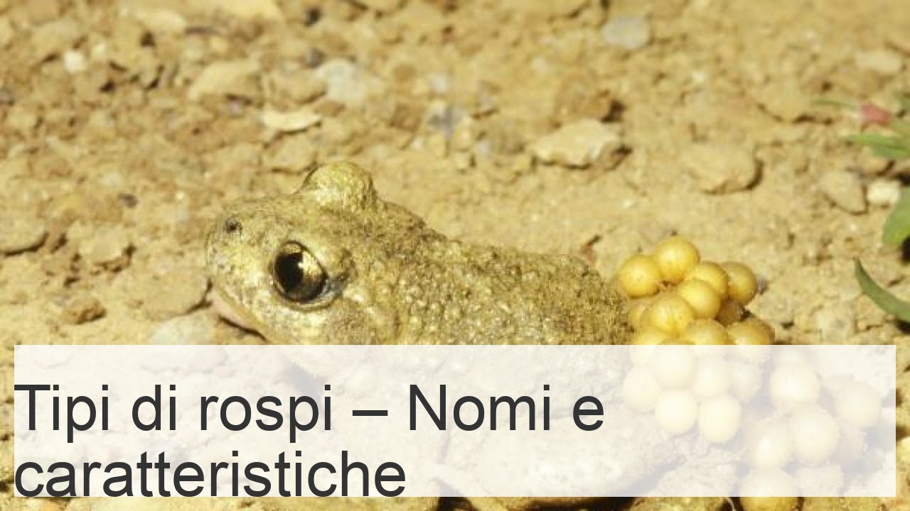 Tipi di rospi - Rospi velenosi, nomi, caratteristiche e immagini - YouTube