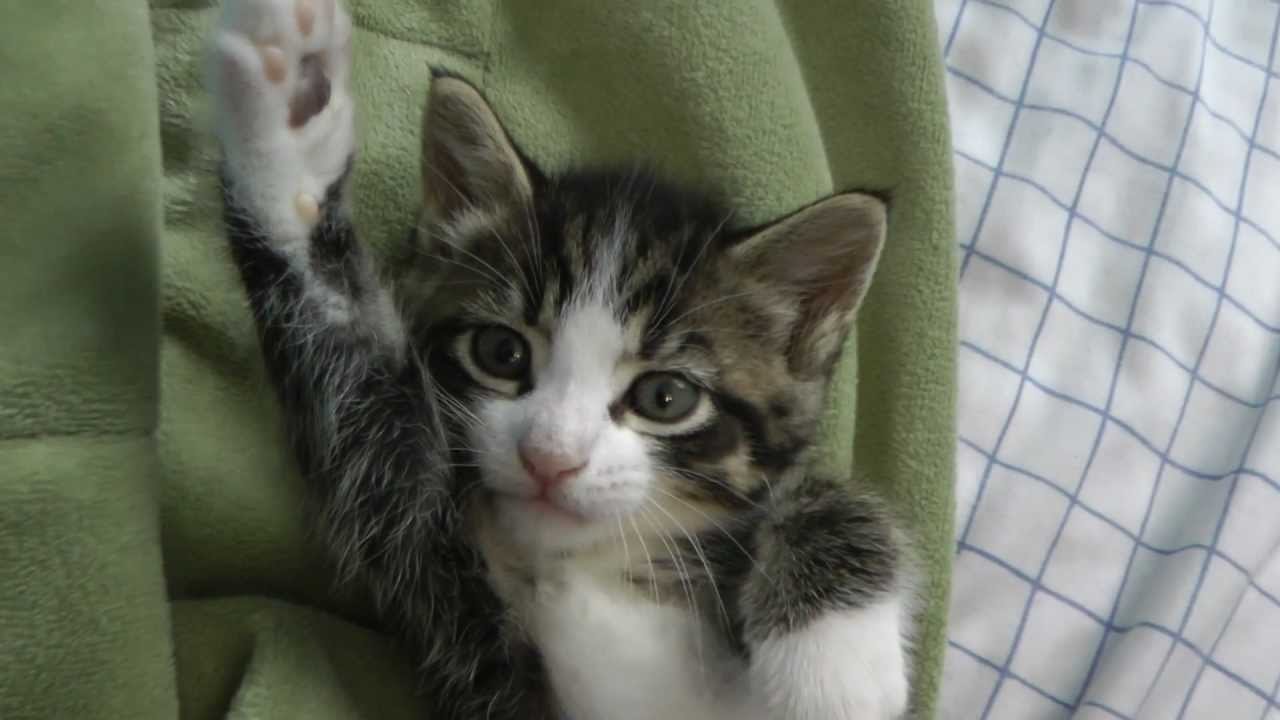 Adorable Kitten Waking up! - YouTube