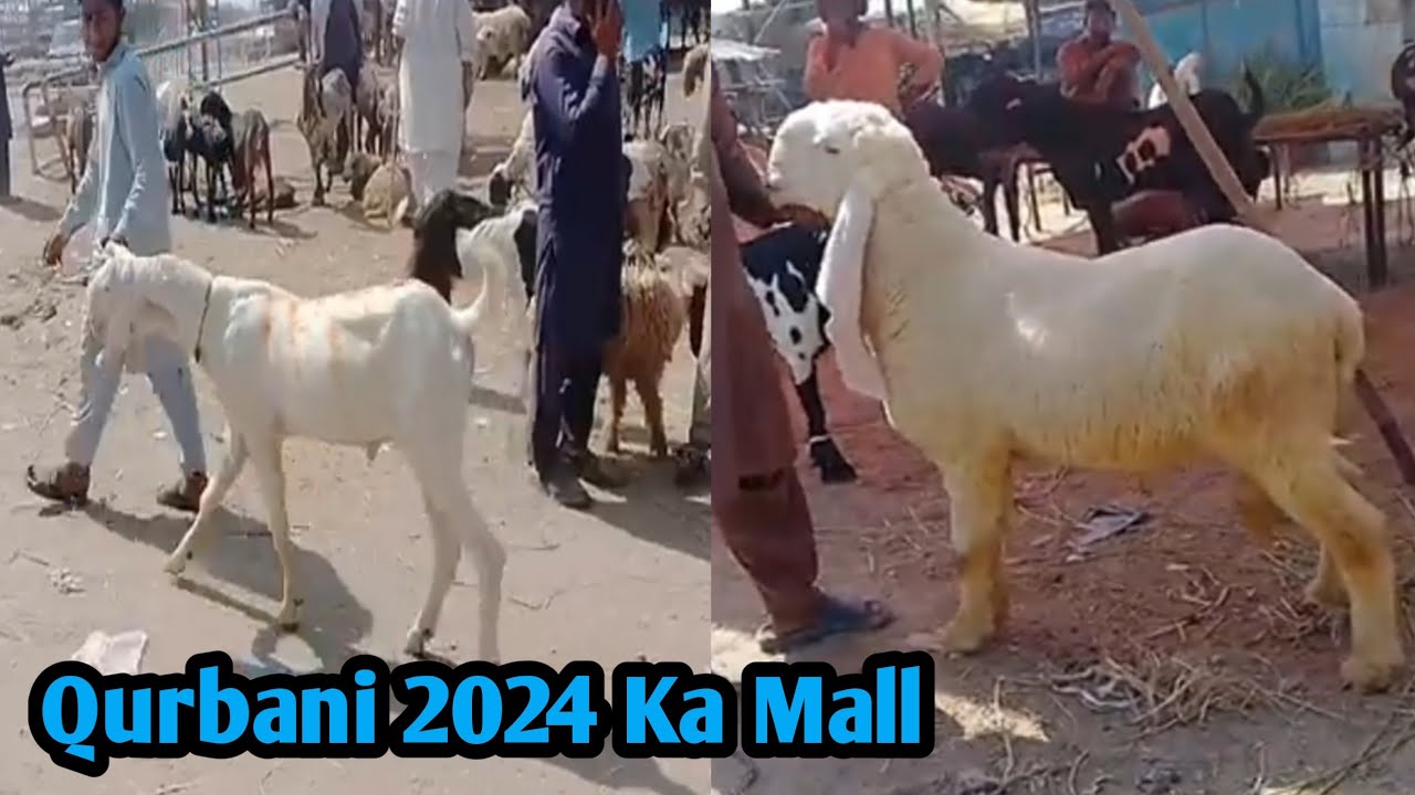 Kajla Chatra Mundra Chatra Makhicheena Bakra Rajanpuri Bakra | qurbani ...