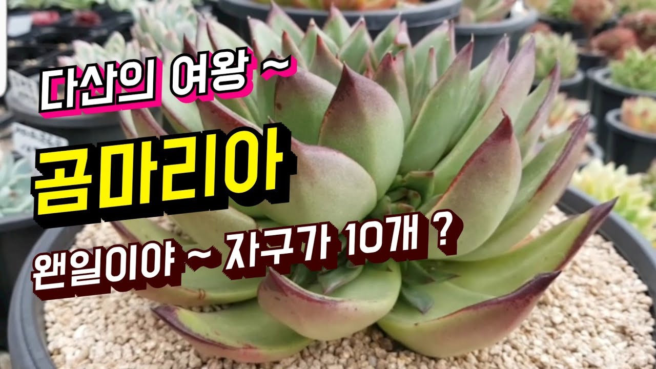 인천다육 내일 오후3시 신상다육이 들어옵니다🍀시간 맞춰서 오시면 좋은 다육이 먼저 구매하실 수 있습니다 Youtube