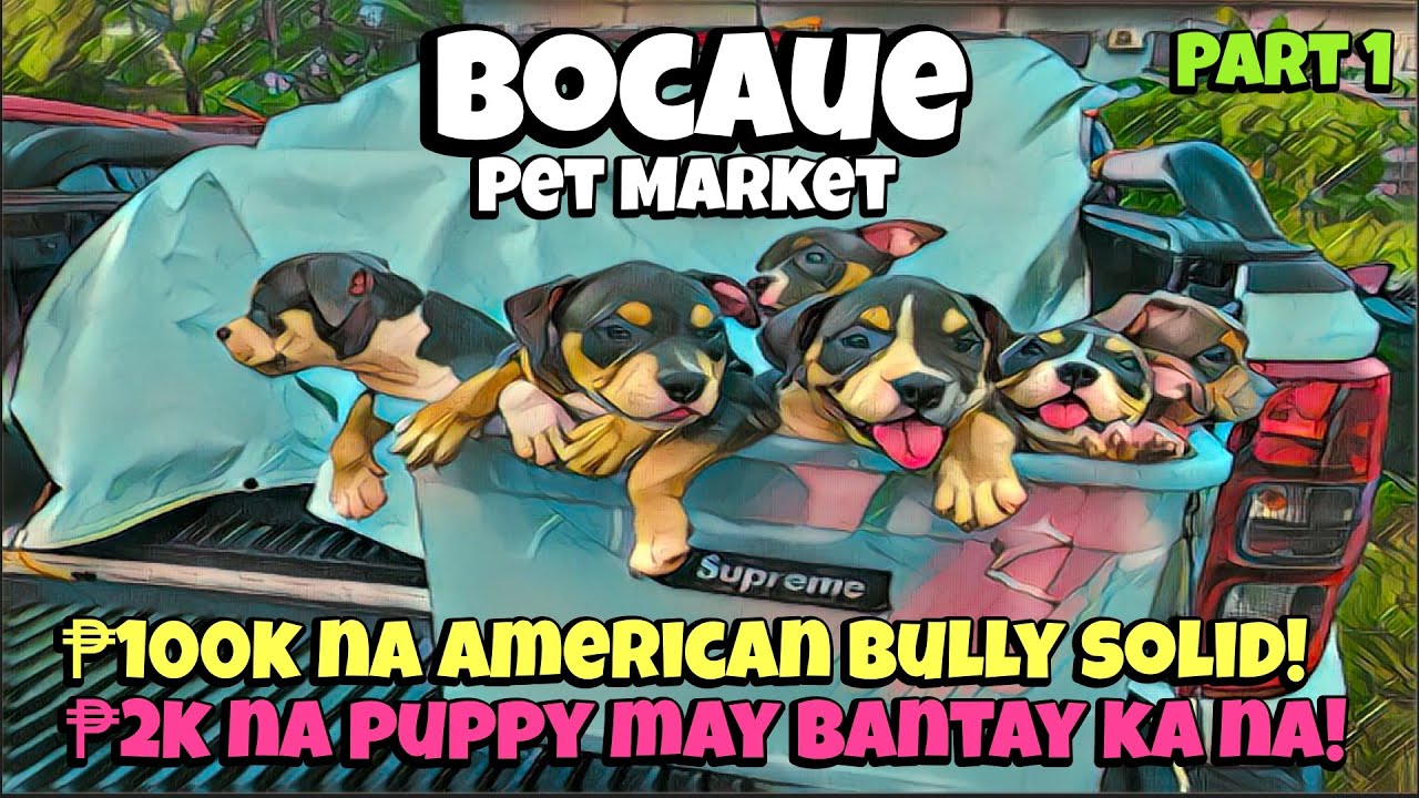 Bocaue Pet Market Part 1 | October 28, 2022 | Bocaue, Bulacan - YouTube