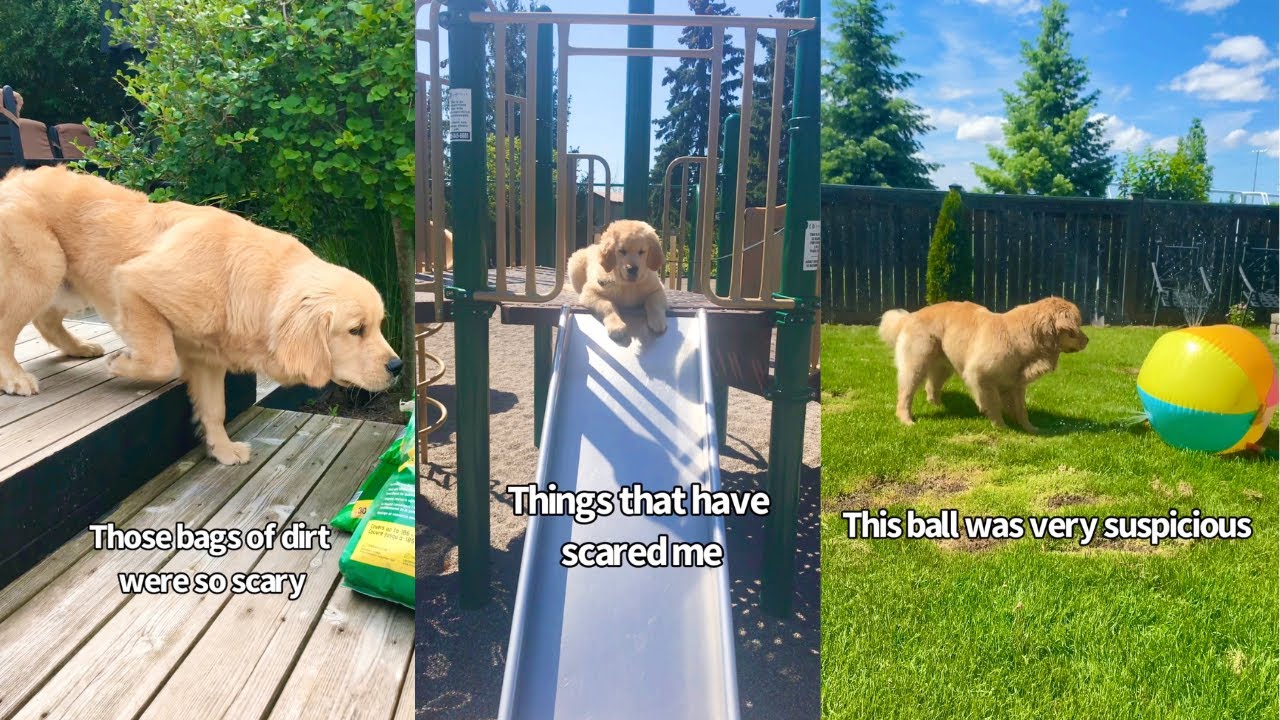 Scared Golden Retriever