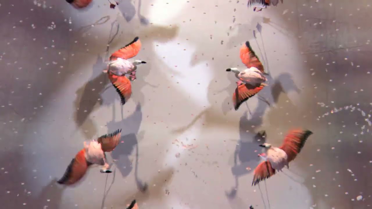 optus open network dance commercial Original - YouTube