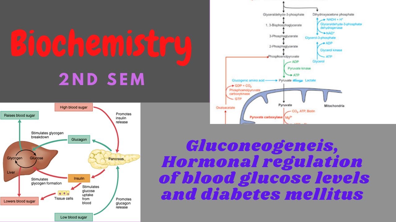 Regulation Of Blood Glucose Concentration